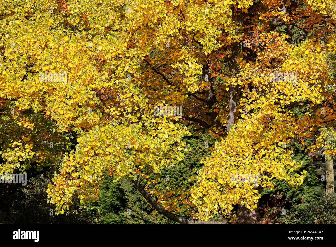 Tulip tree (Liriodendron tulipifera) Leaves in autumn colour, Germany ...