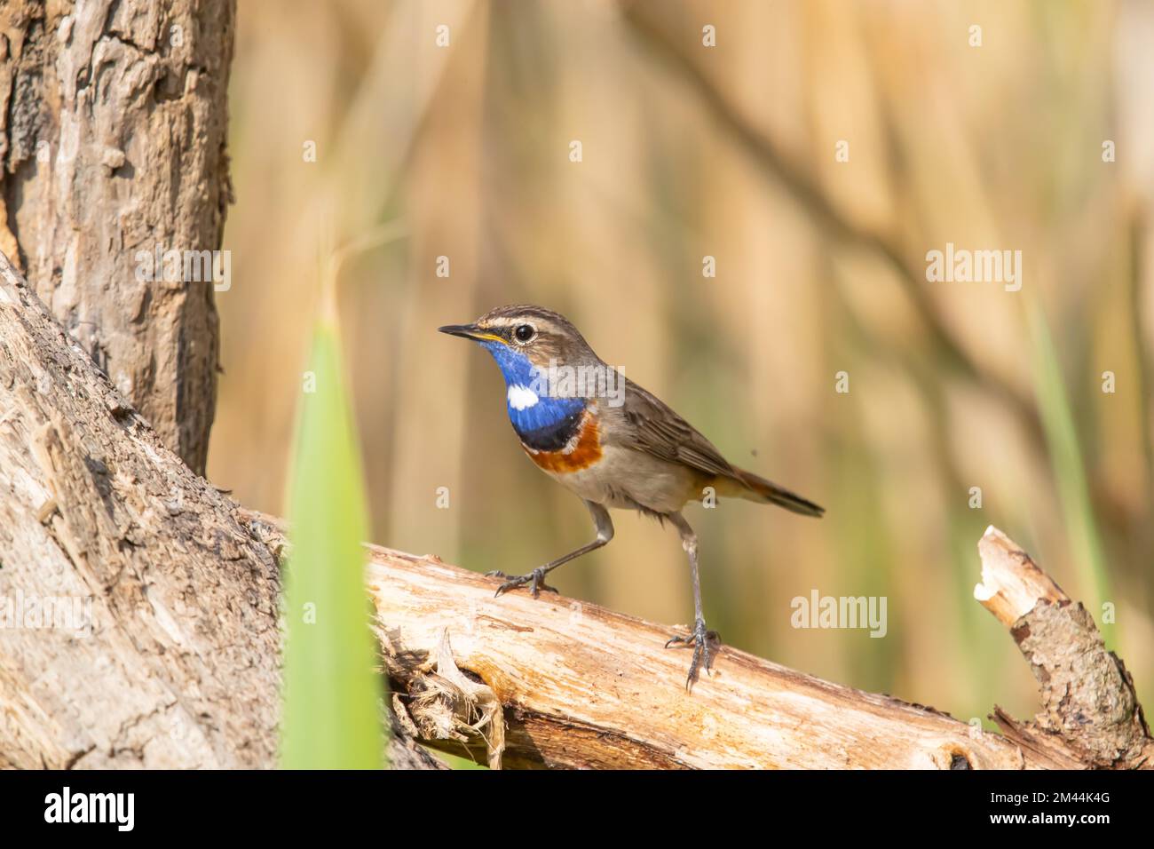 White-spotted bluethroat (Luscinia svecica cyanecula) male, Germany ...