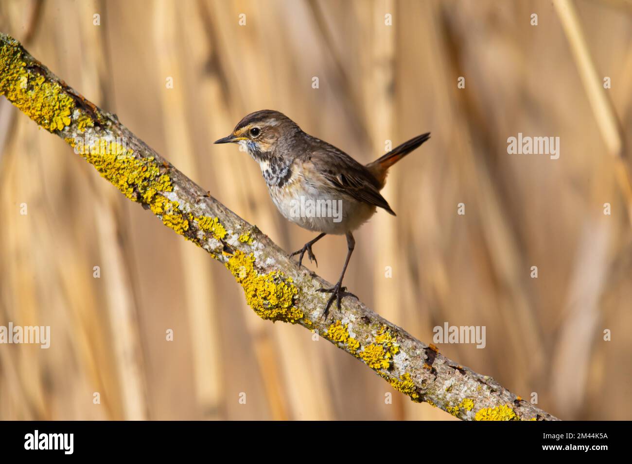 White-spotted bluethroat (Luscinia svecica cyanecula) female, Germany ...