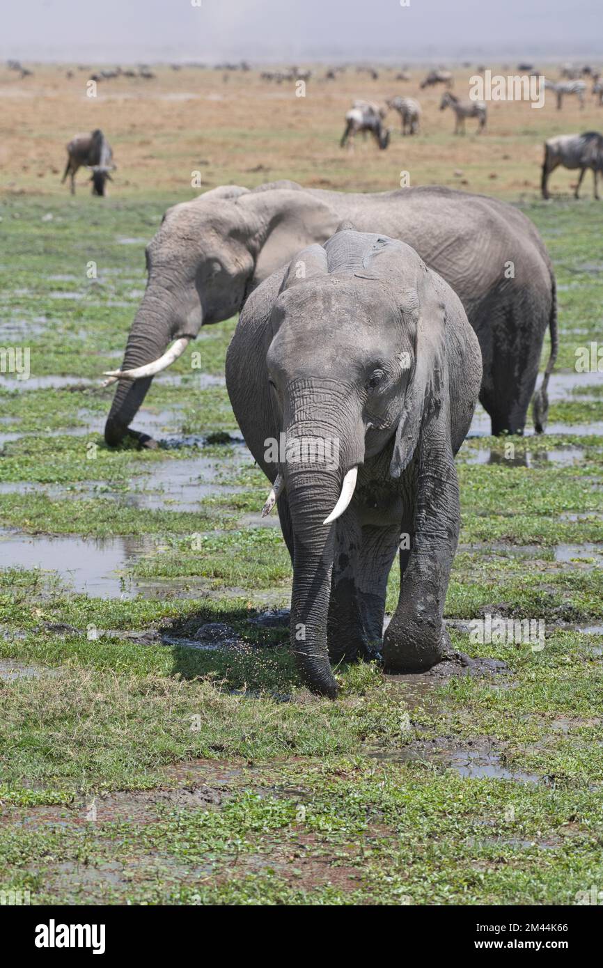 African elephant (Loxodonta africana), two females feeding on aquatic ...