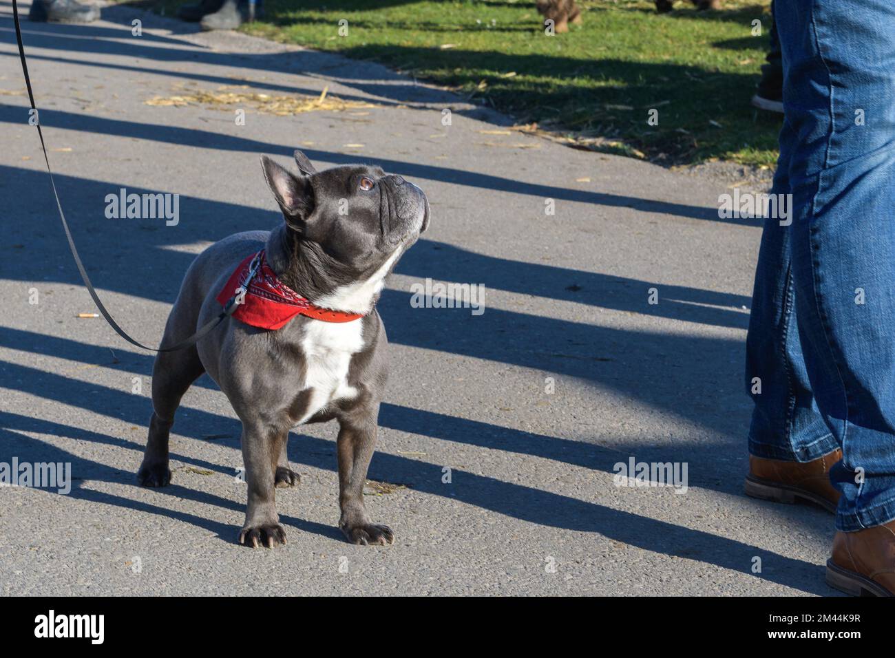 French bulldog for a walk. Looks at those around Stock Photo - Alamy