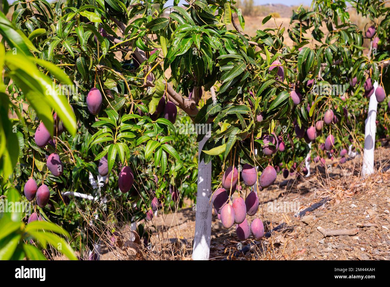 Mango fruits grow on hi-res stock photography and images - Alamy