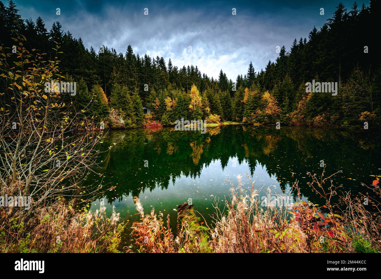 Spruce forest with a pond hi-res stock photography and images - Alamy