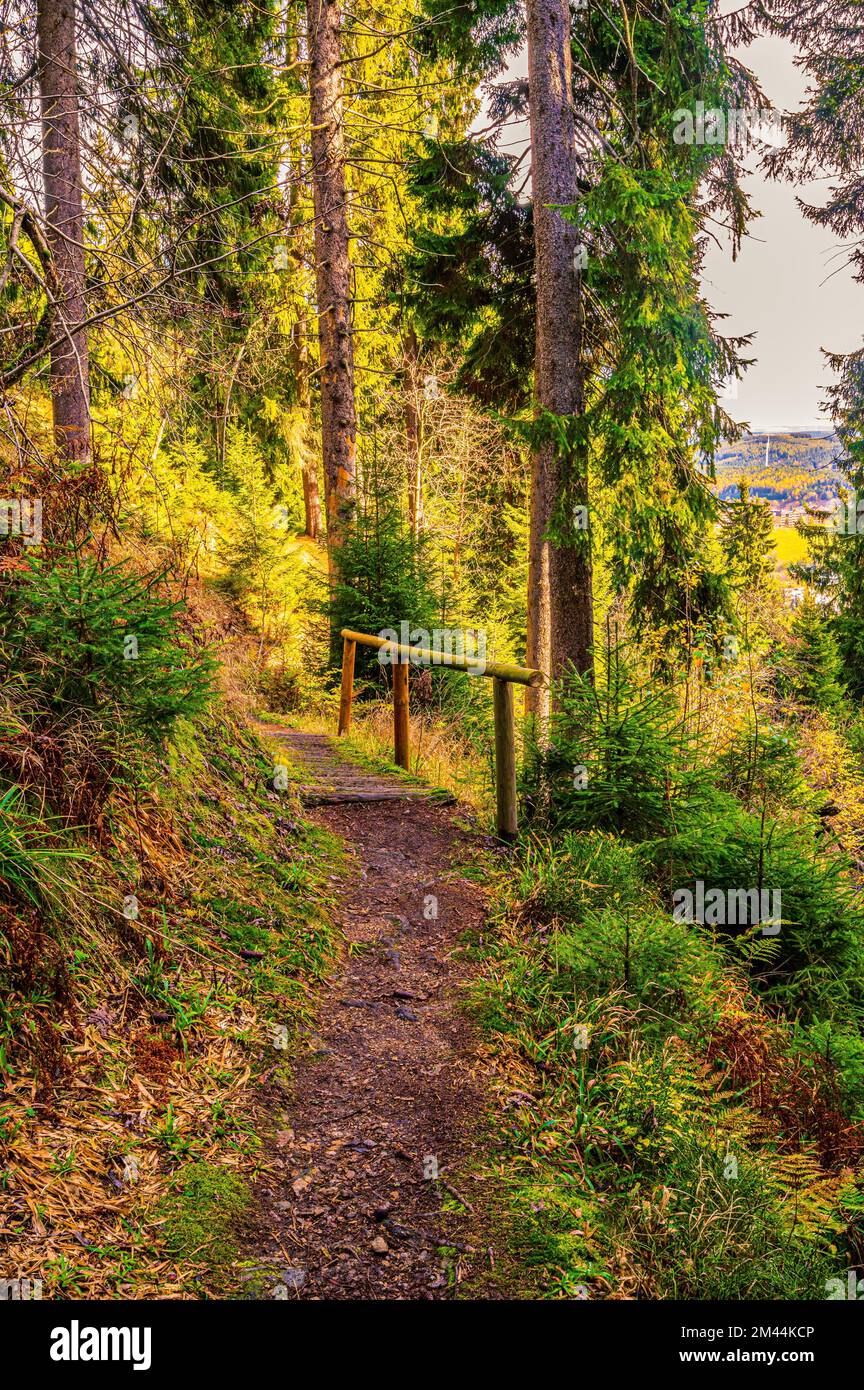 Hiking trail in the Ore Mountains below the Fichtelberg, Oberwiesenthal ...