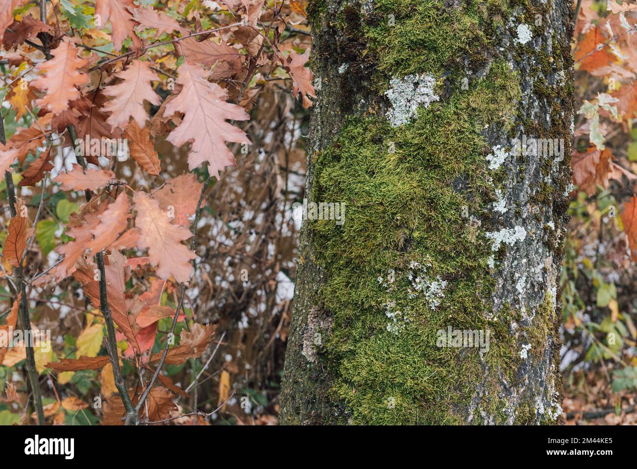 Autumn background. Fragment of a tree covered with moss and autumn oak ...