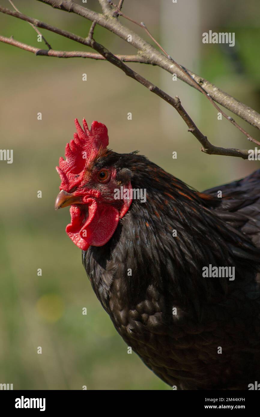 Side shot of a rooster hi-res stock photography and images - Alamy