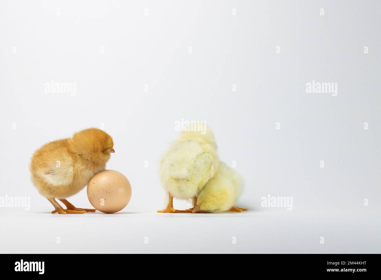 Baby chickens near egg hi-res stock photography and images - Alamy