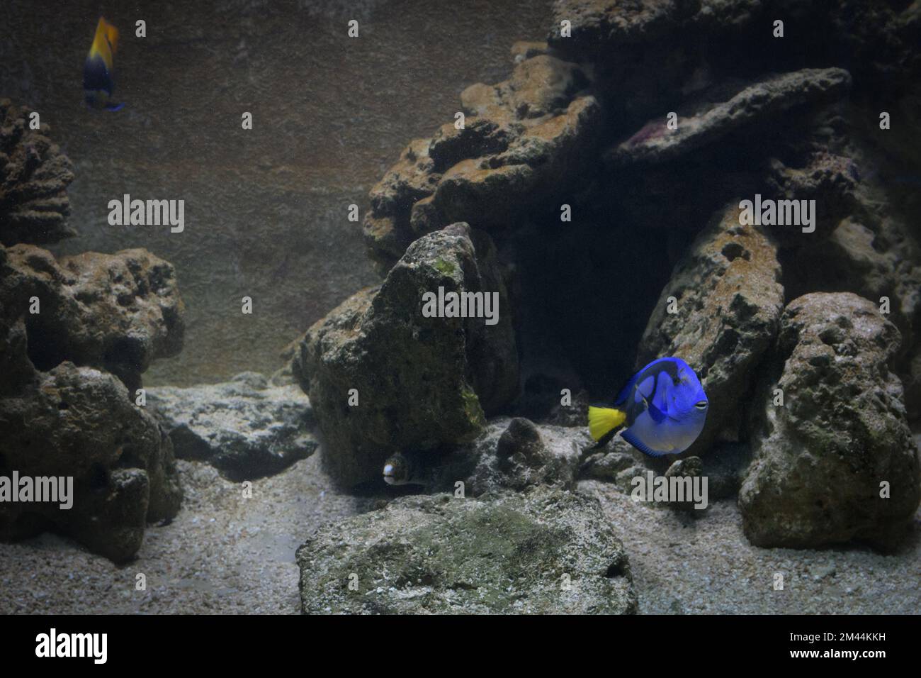 Powder blue tang fish hi-res stock photography and images - Alamy