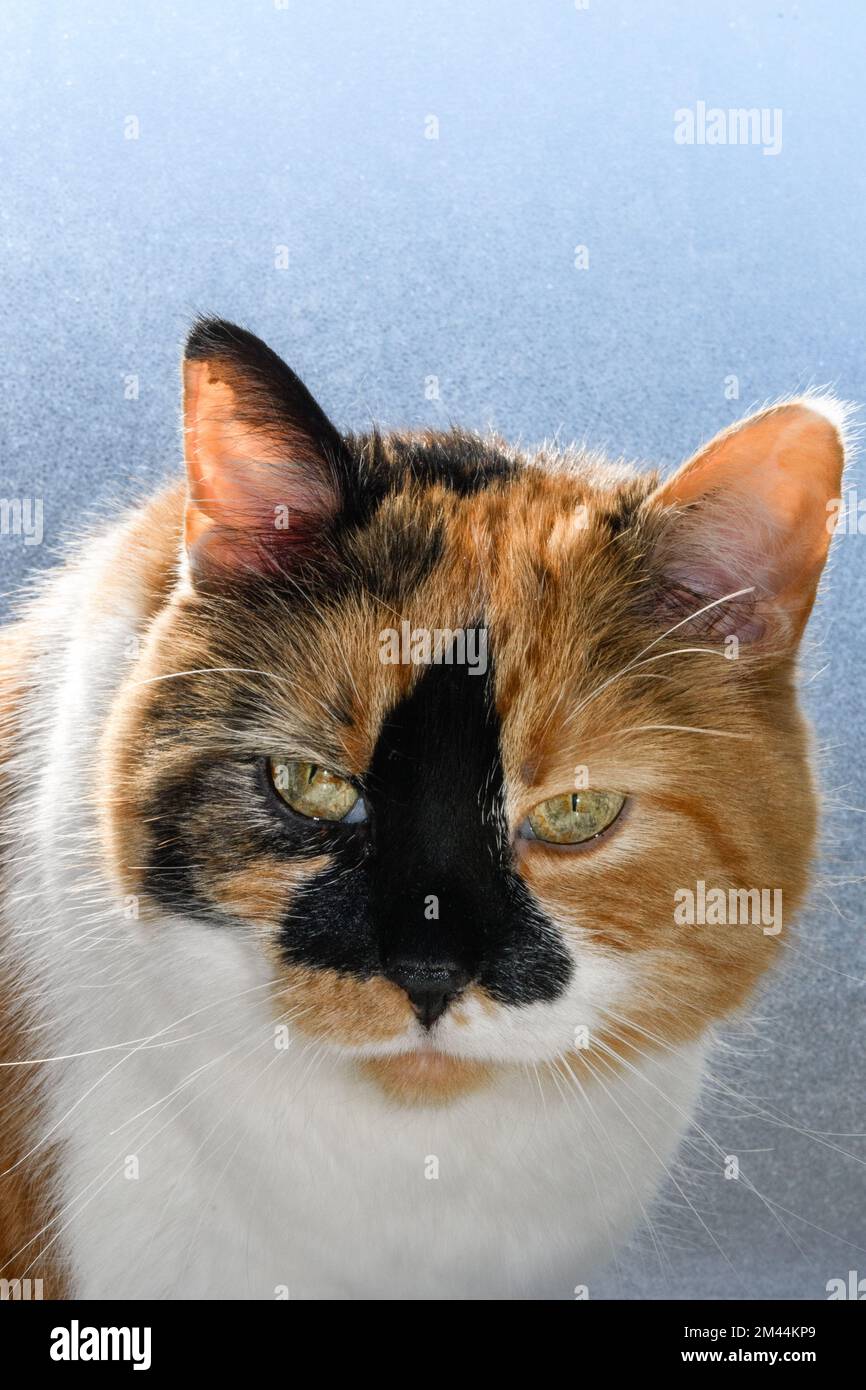 Portrait spotted cat hi-res stock photography and images - Alamy