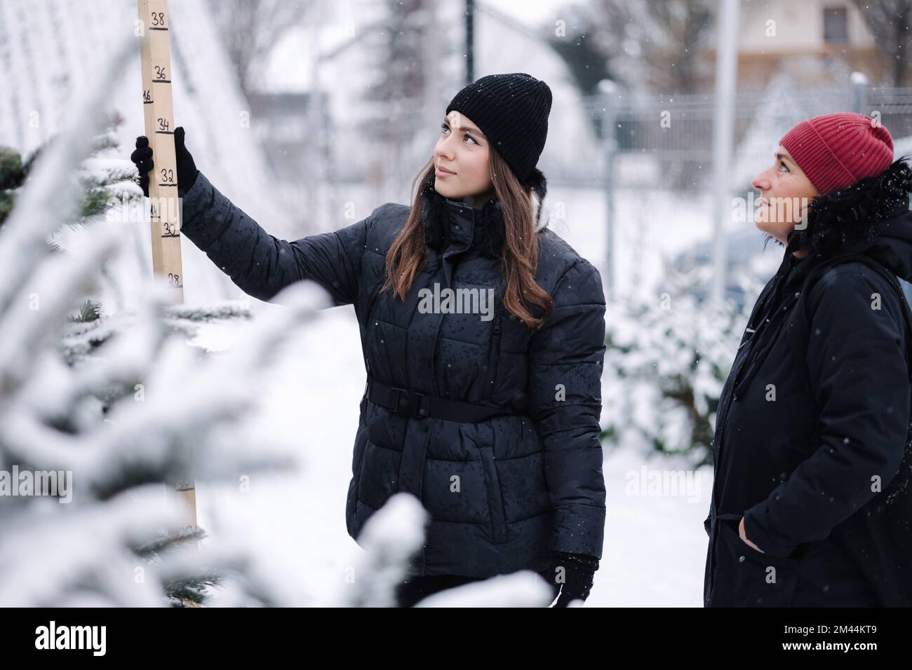 Mom and daughter choose Chritsmas tree at the fair. Girls measure fir ...