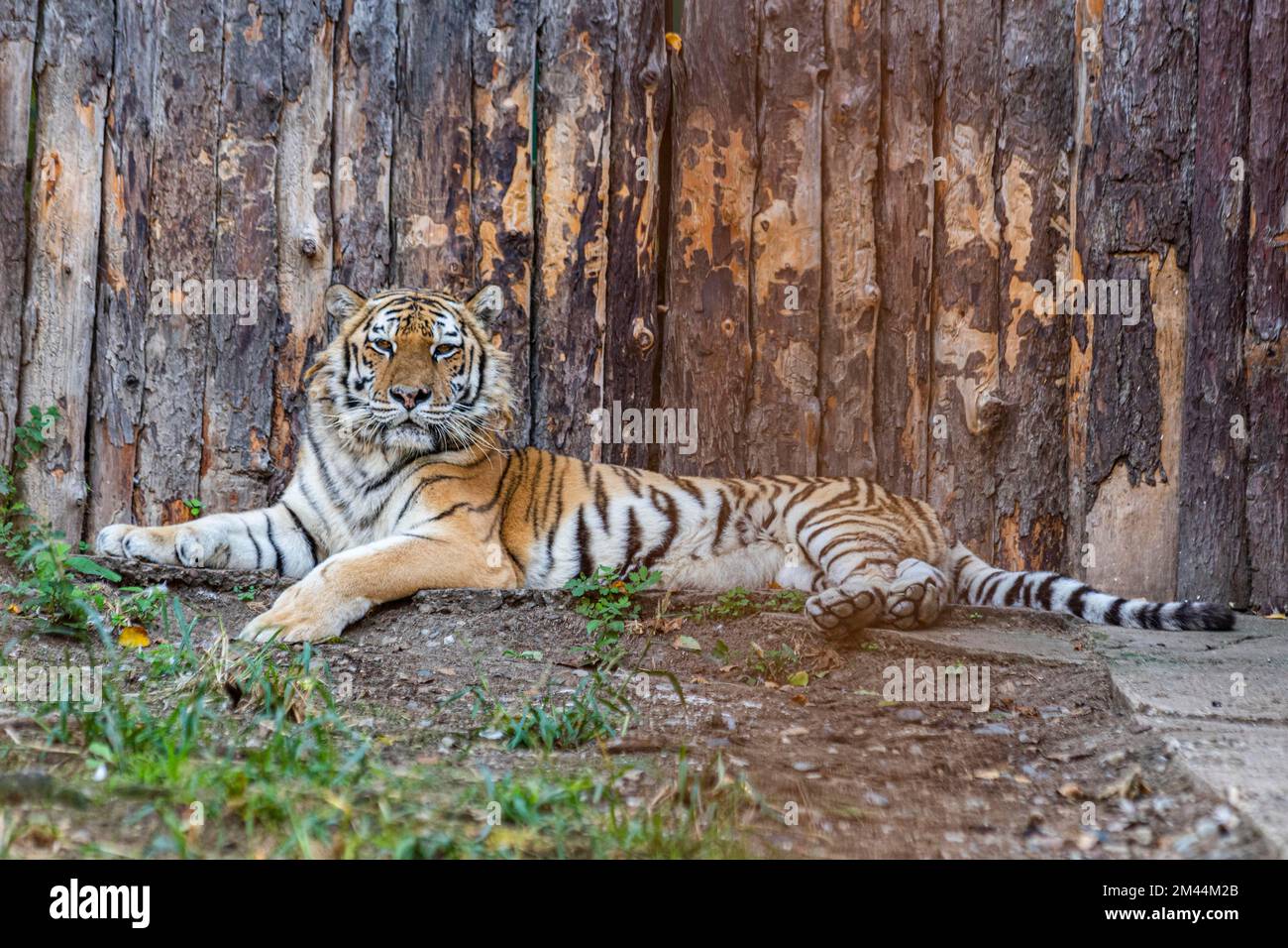 Tiger russia not captivity hi-res stock photography and images - Alamy