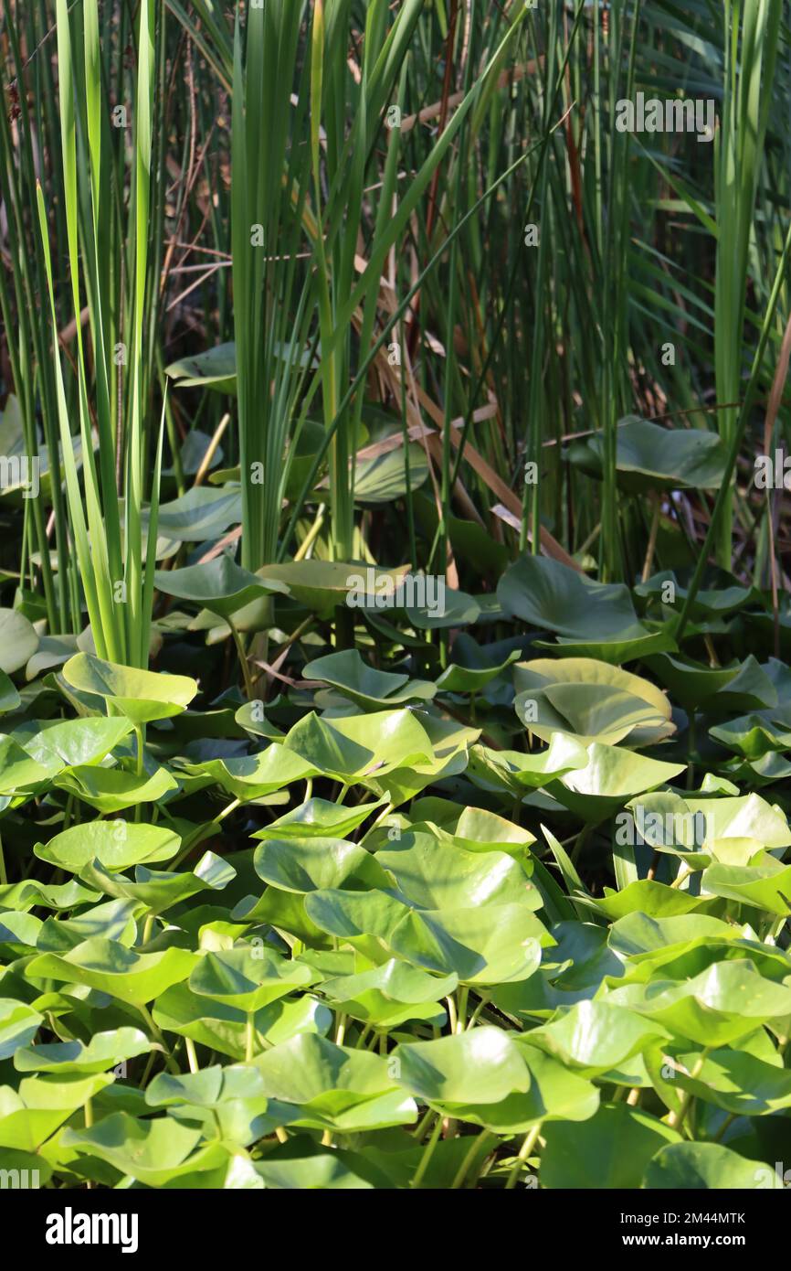 A vertical of Common water hyacinth leaves and tall plants on a sunny ...