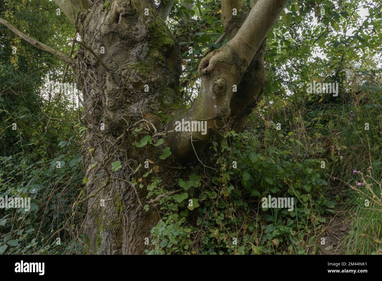 Densely green hi-res stock photography and images - Alamy