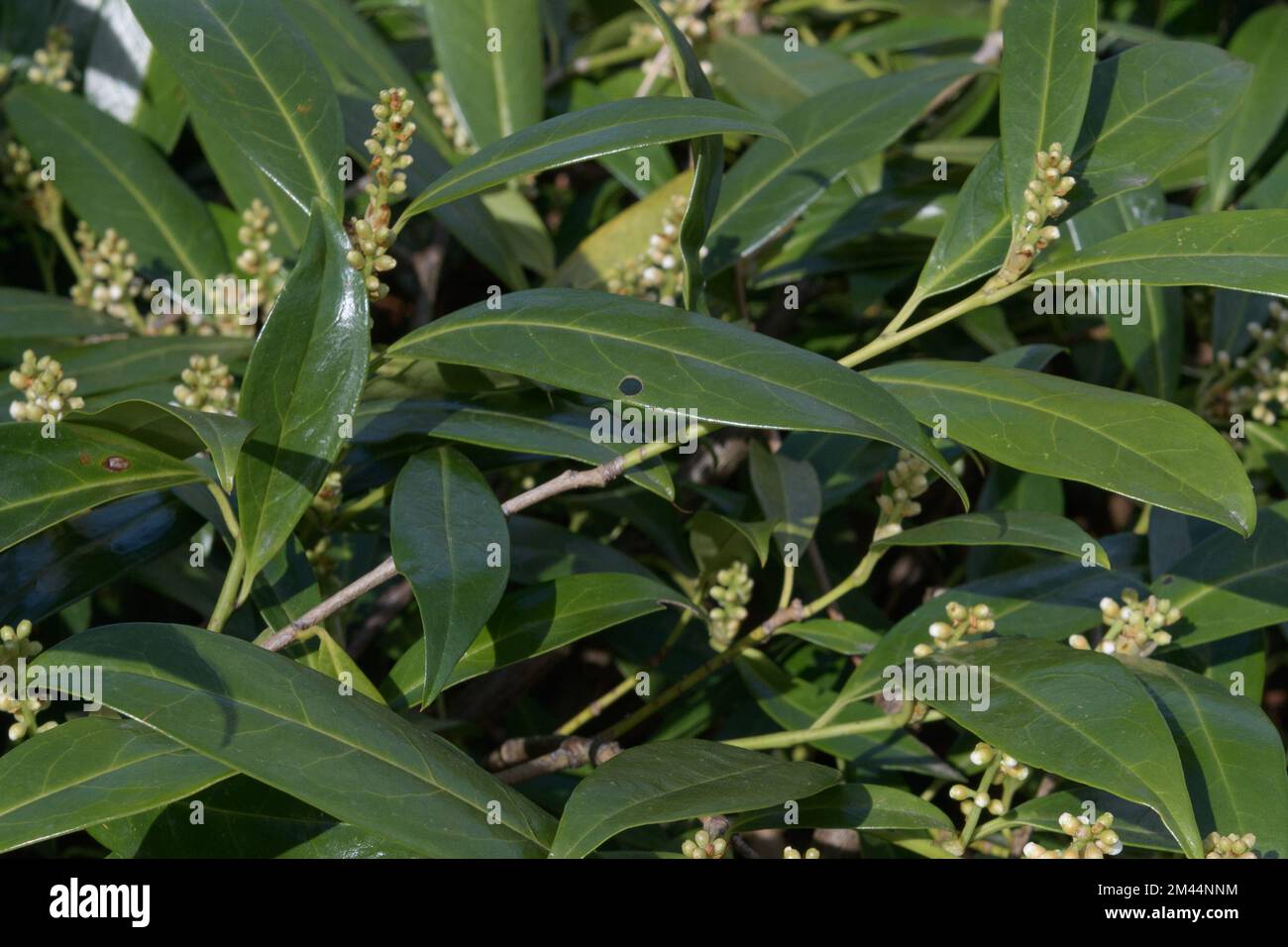 A plant leaf burnt by a cigarette. Rhododendron leaves with new spring ...