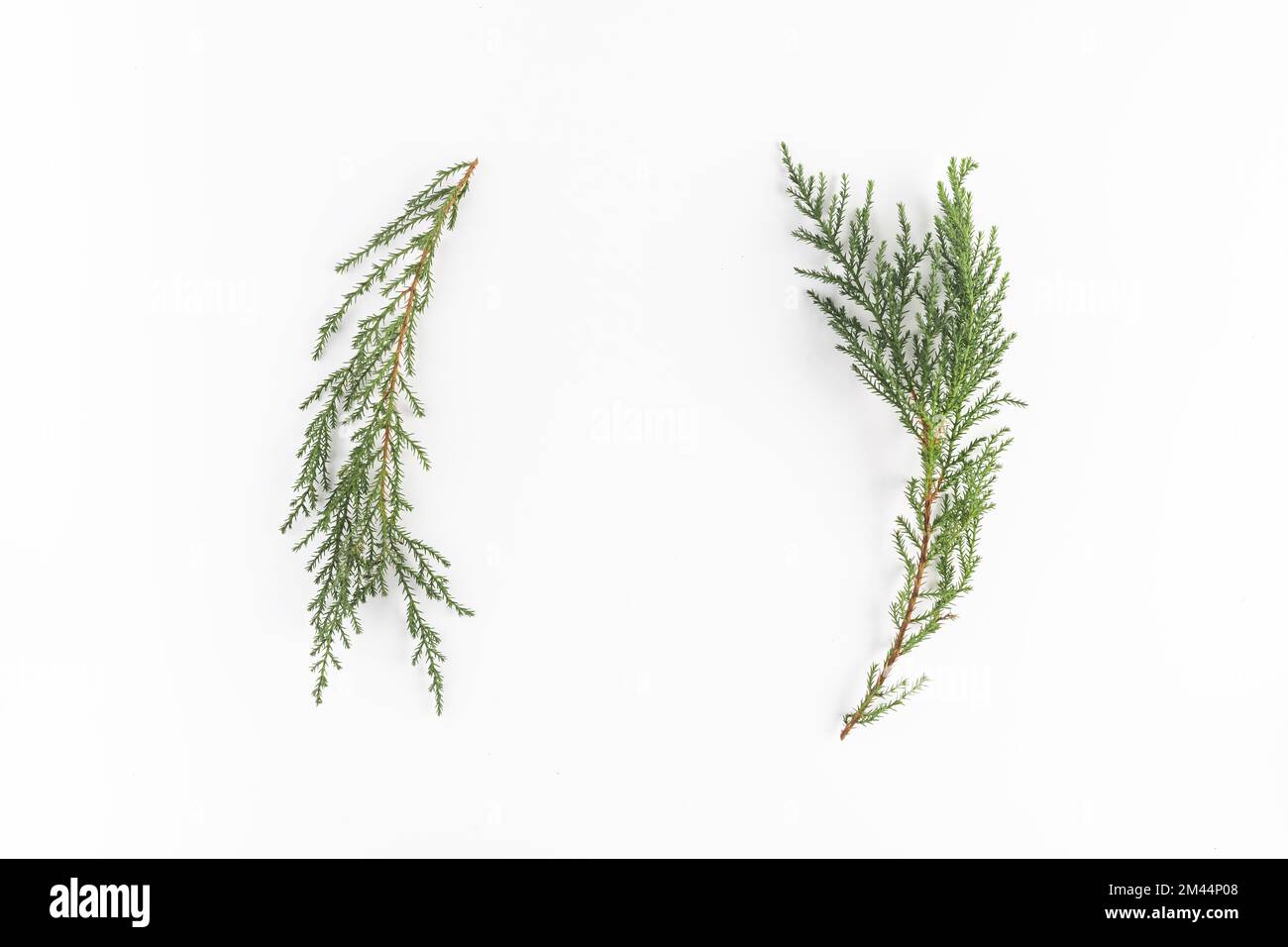 Frame fir branches light Cut Out Stock Images & Pictures - Alamy