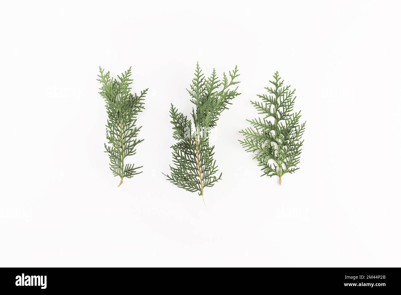 Frame fir branches light Cut Out Stock Images & Pictures - Alamy