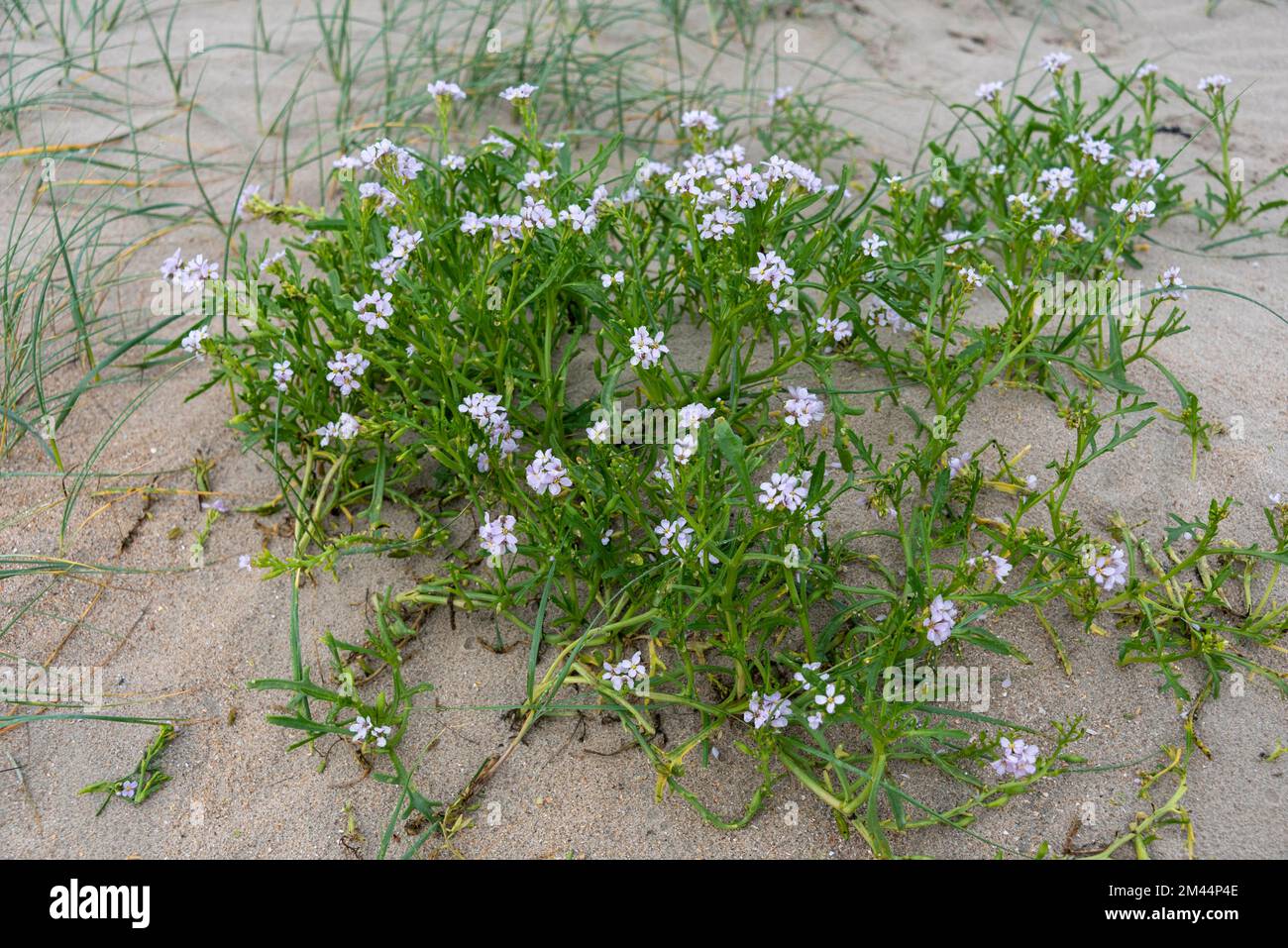 European searocket (Cakile maritima) flowering on the beach, Wadden Sea ...
