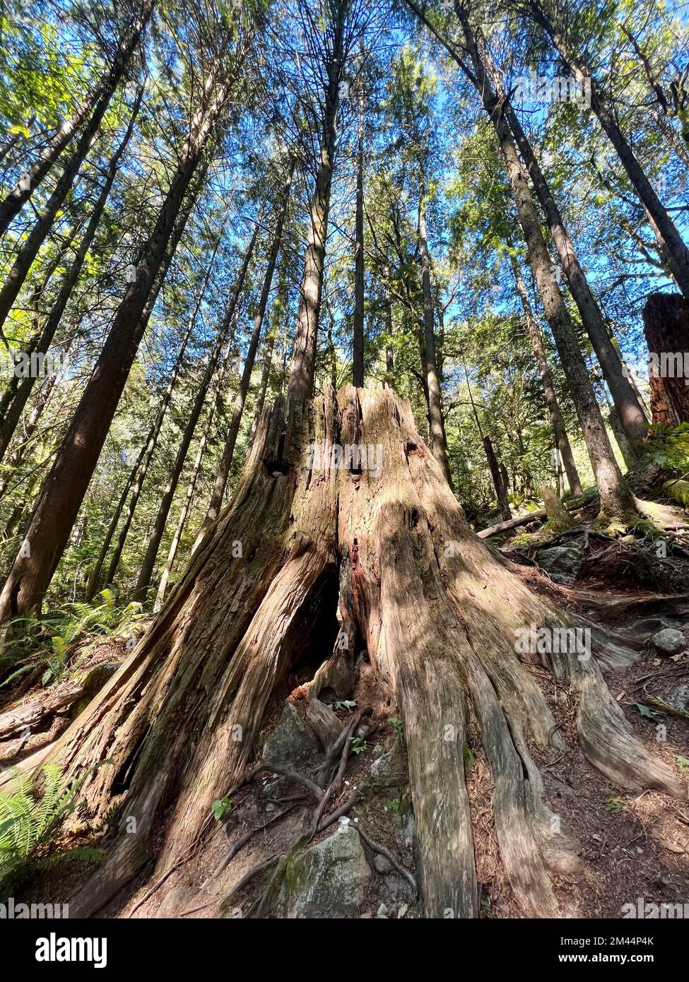 A closeup of a a stump in a forest with tall trees Stock Photo - Alamy