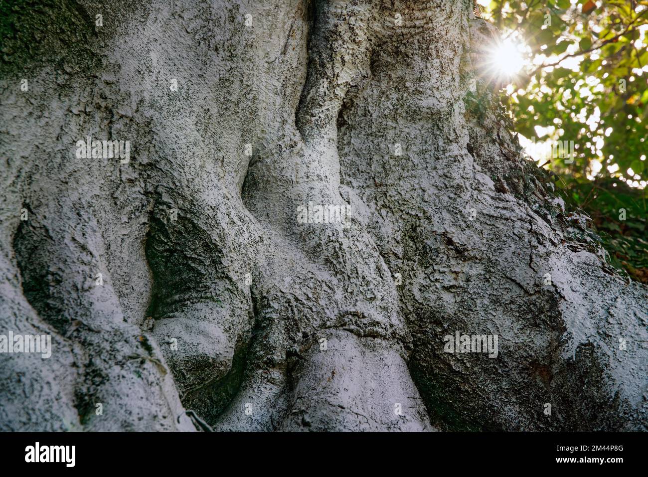 Tree root silhouette hi-res stock photography and images - Alamy