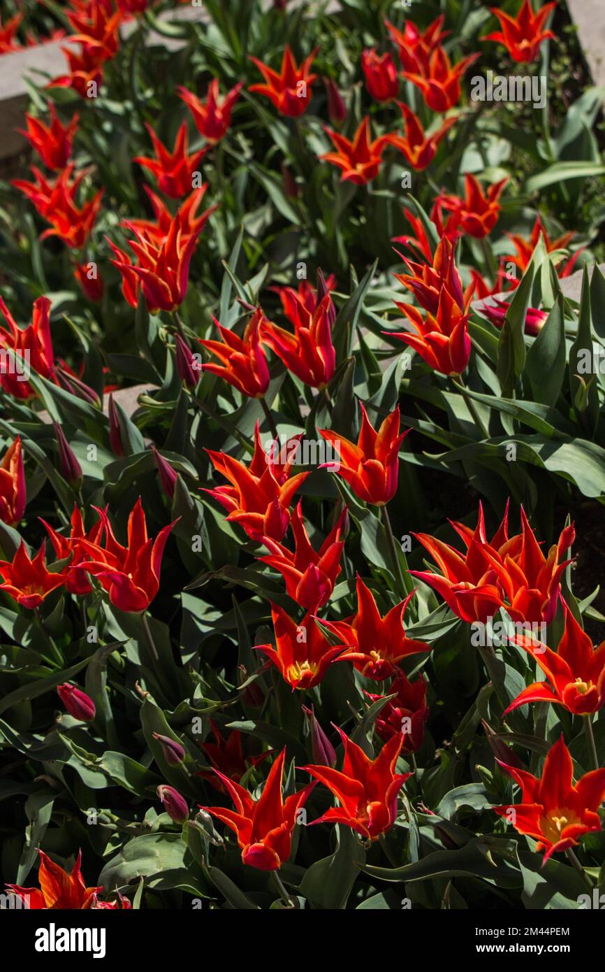 Red color Tulips Bloom in Spring in garden Stock Photo - Alamy