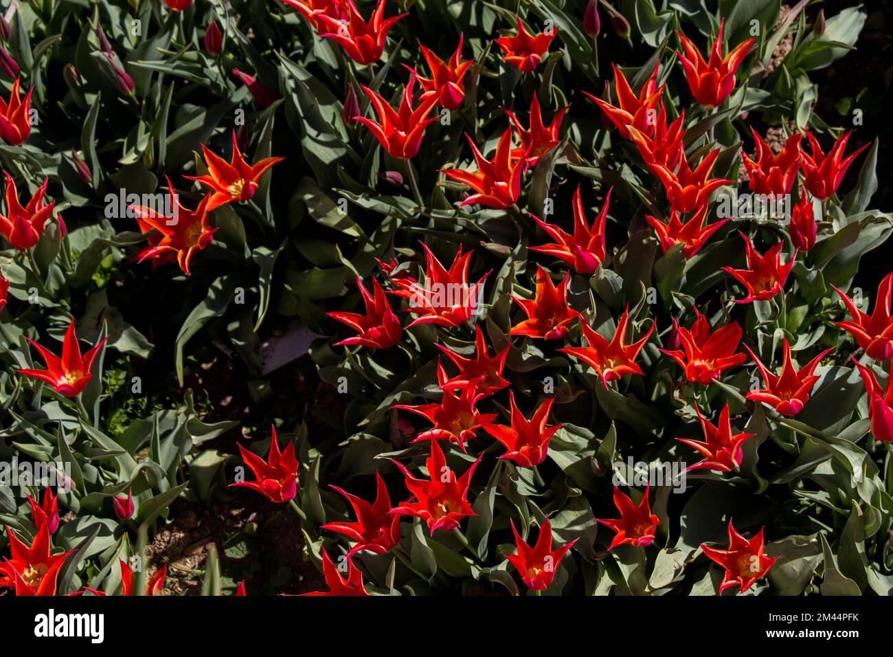 Red color Tulips Bloom in Spring in garden Stock Photo - Alamy
