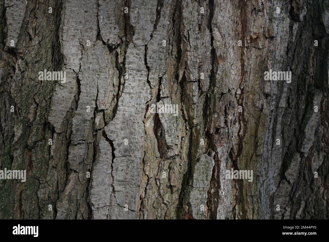 Texture of an old tree with a soft beam of light from the sun Stock ...