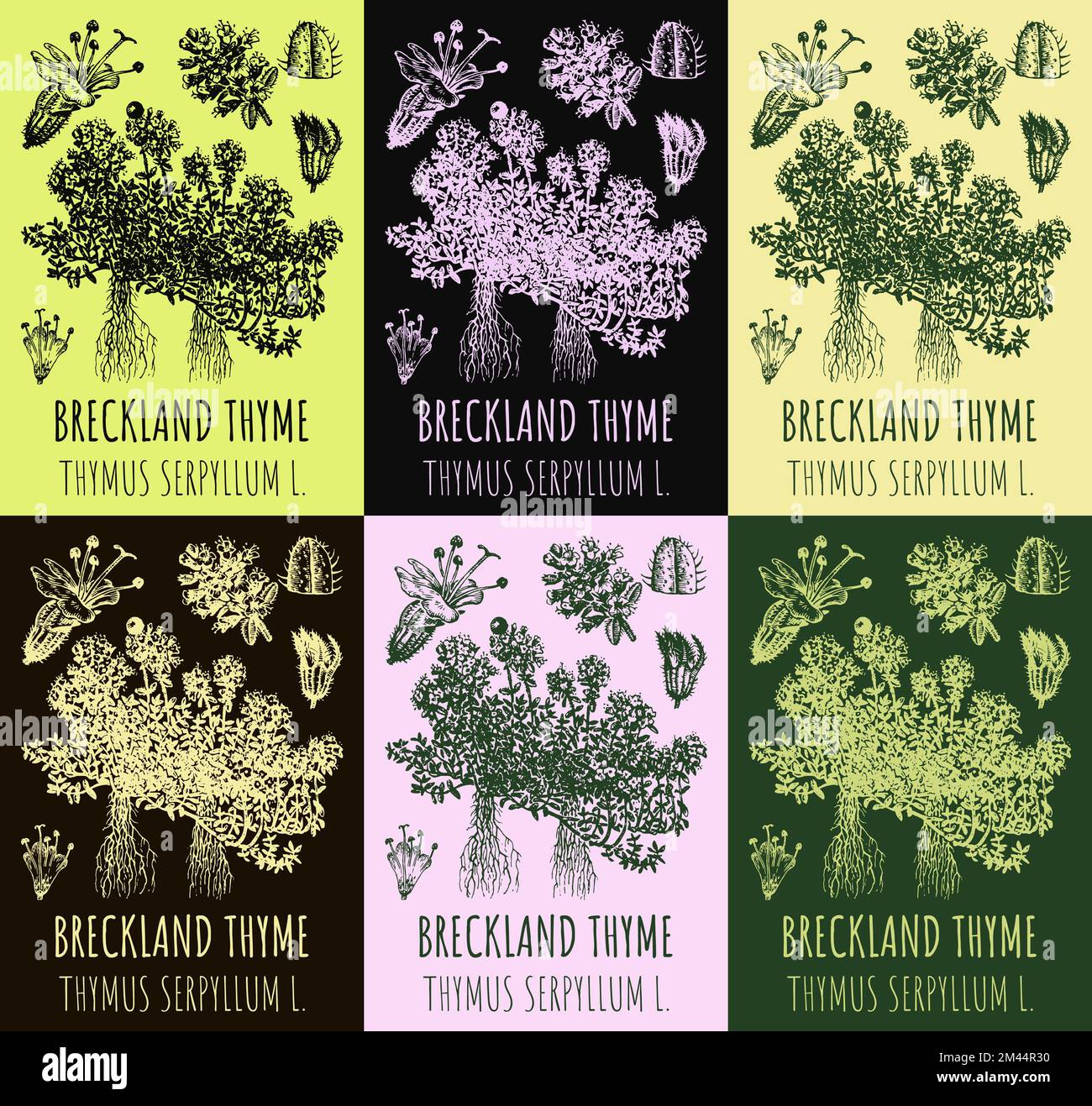Set of vector drawings Breckland thyme in different colors. Hand drawn illustration. Latin name ...