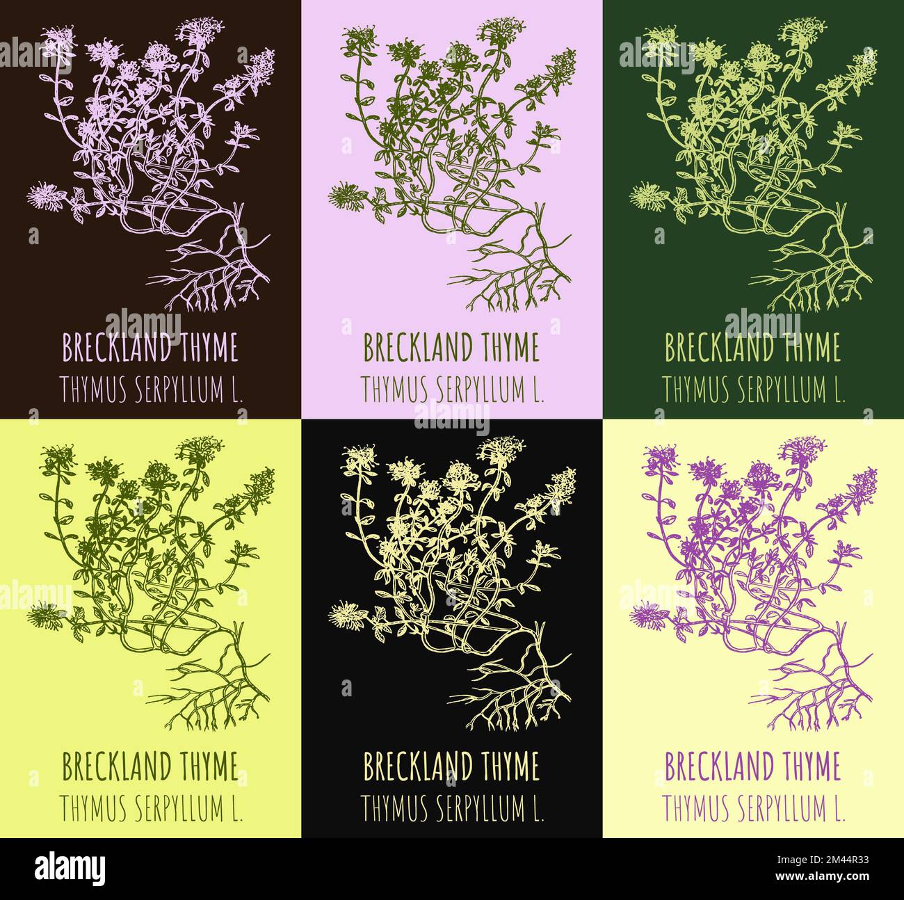 Set of vector drawings Breckland thyme in different colors. Hand drawn ...