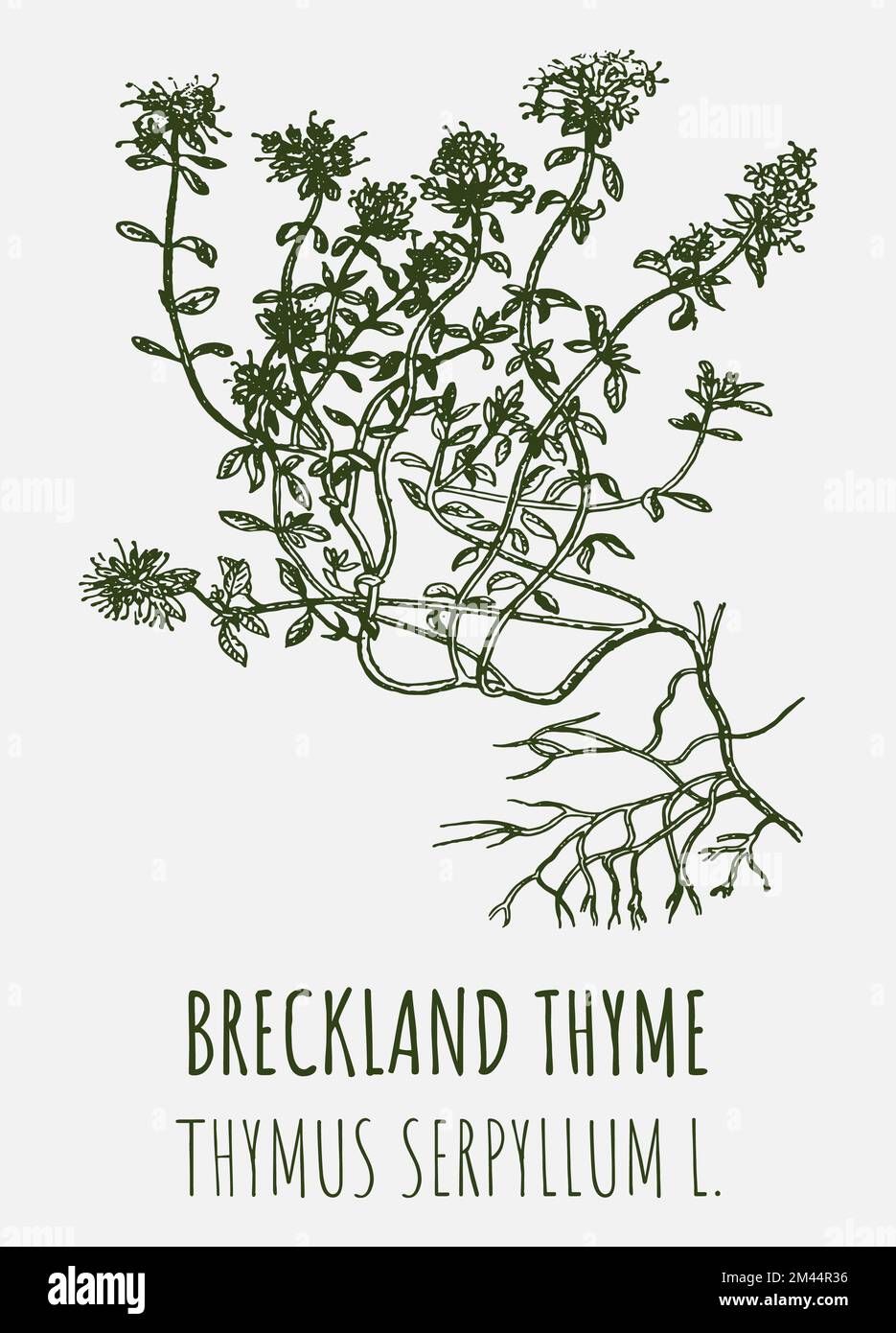 Vector drawings of Breckland thyme. Hand drawn illustration. Latin name THYMUS SERPYLLUM L Stock ...
