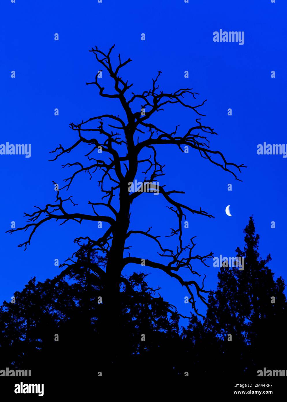 tree silhouette and moon in the powder river valley near broadus ...