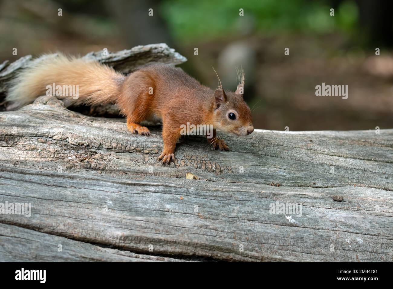 Red Squirrel from Brownsea island, Hampshire, UK Stock Photo - Alamy