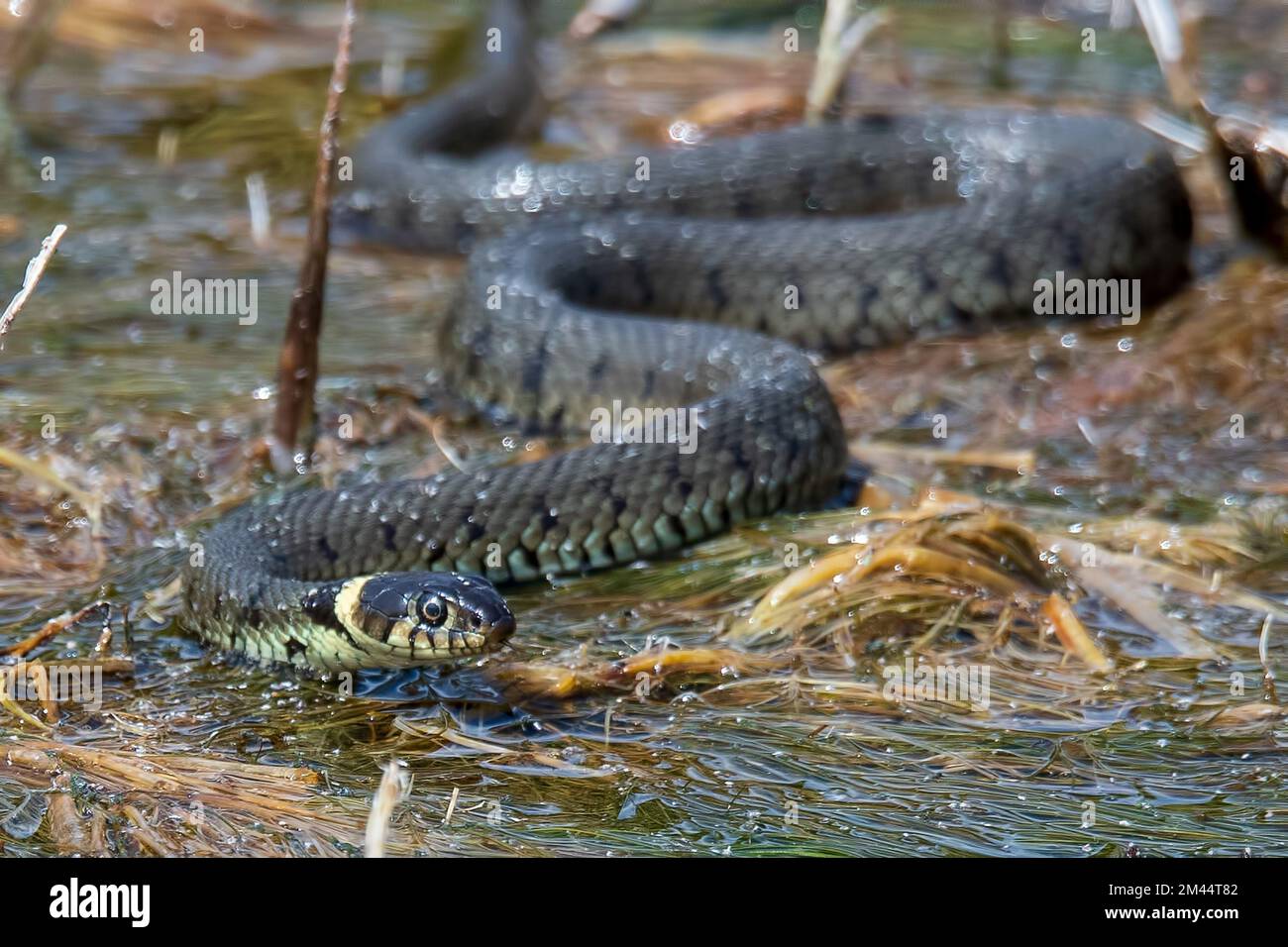 Grass snake, natrix natrix on the surface of a pond hunting Stock Photo ...