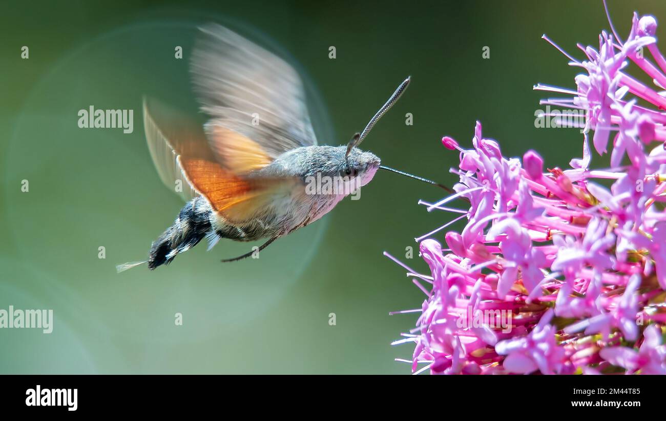 Hummingbird hawk moth hovering over a flower Stock Photo - Alamy