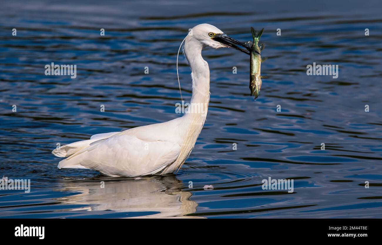 Little egret catching a young pike at stodmarsh nature reserve Stock ...