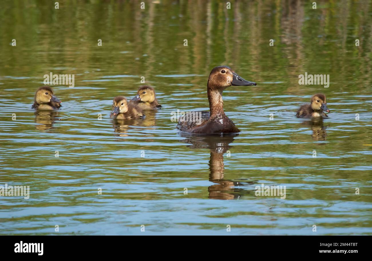 Female pochard with four ducklings hi-res stock photography and images ...