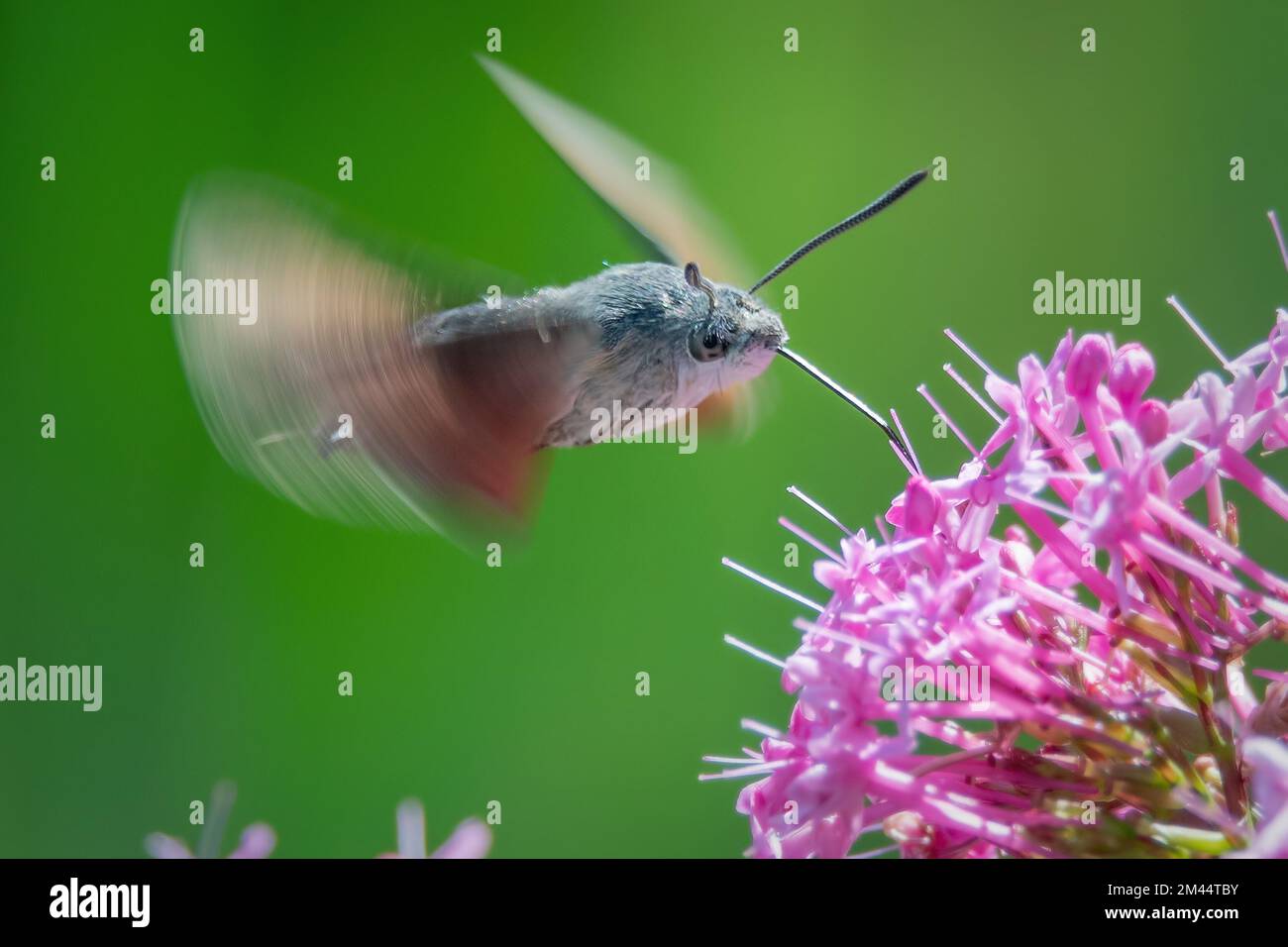 Swannick nature reserve hi-res stock photography and images - Alamy