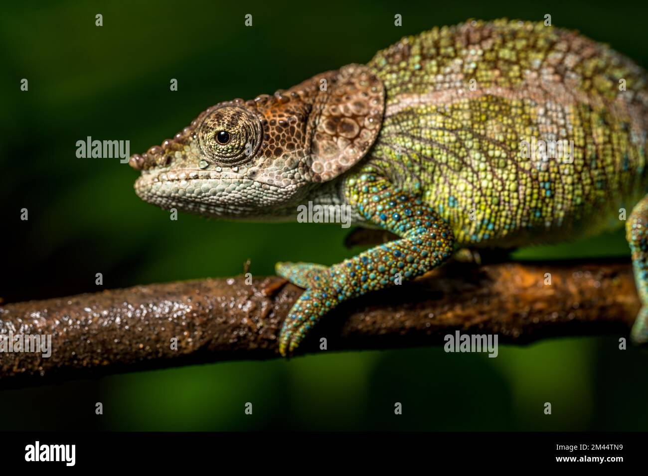 Cryptic chameleon (Calumma cryptikum), Mandraka Park, Madagascar Stock ...