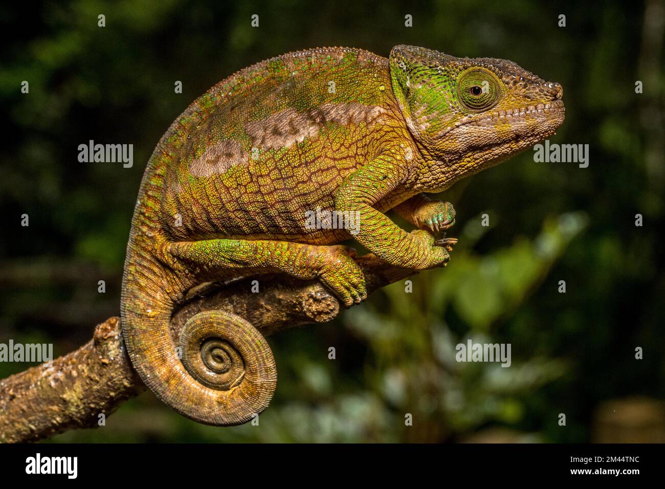 Globifer chameleon (Calumma chunkier), Mandraka Park, Madagascar Stock ...