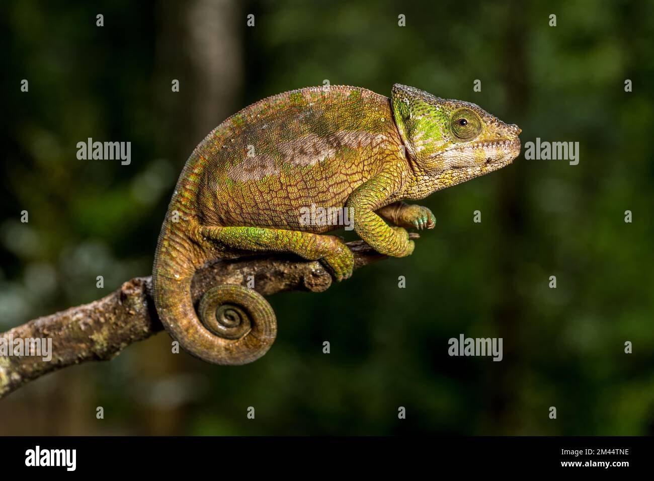 Wildlife mandraka reptile park hi-res stock photography and images - Alamy