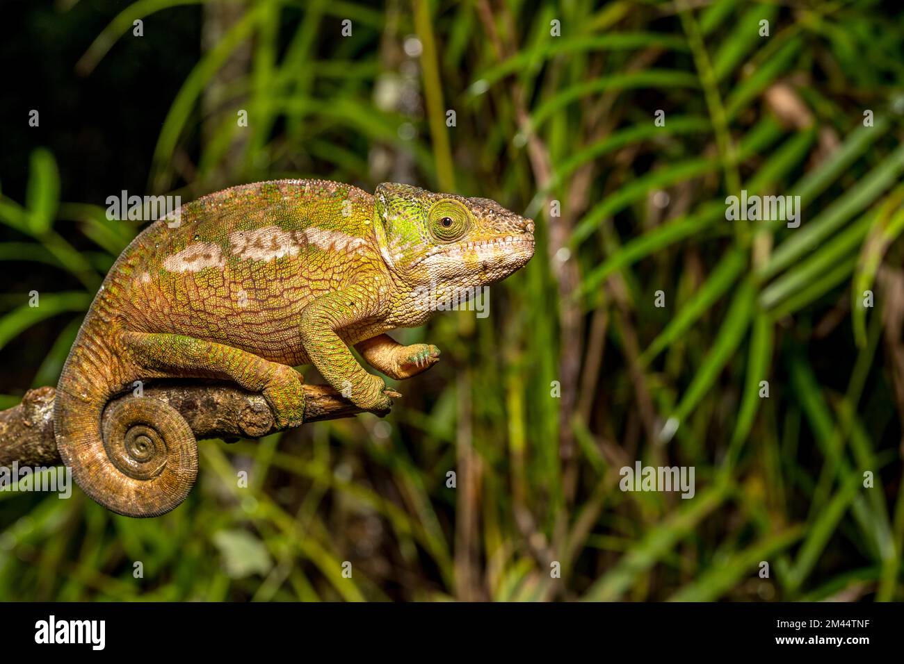 Wildlife mandraka reptile park hi-res stock photography and images - Alamy