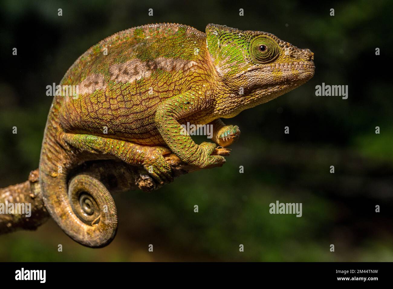 Globifer chameleon (Calumma chunkier), Mandraka Park, Madagascar Stock ...