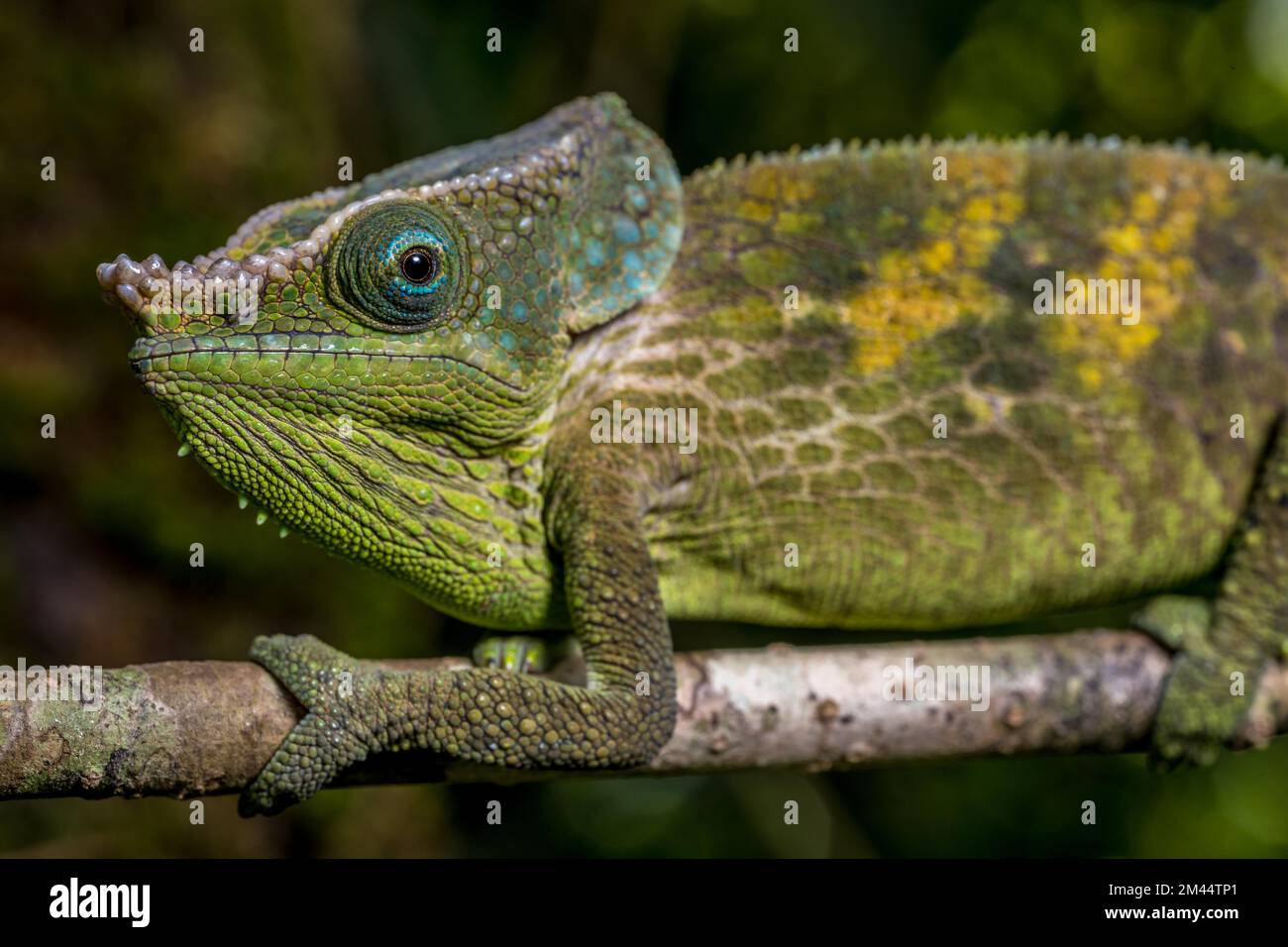 Malthes elephant-eared chameleon (Calumma cf. malthe), Marojejy ...