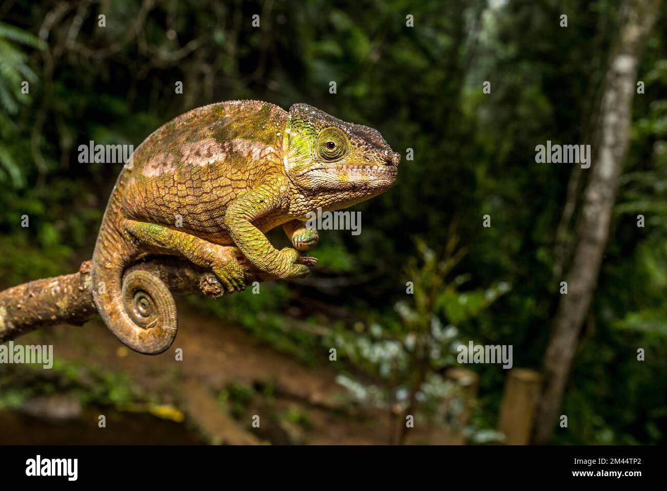 Globifer chameleon (Calumma chunkier), Mandraka Park, Madagascar Stock ...