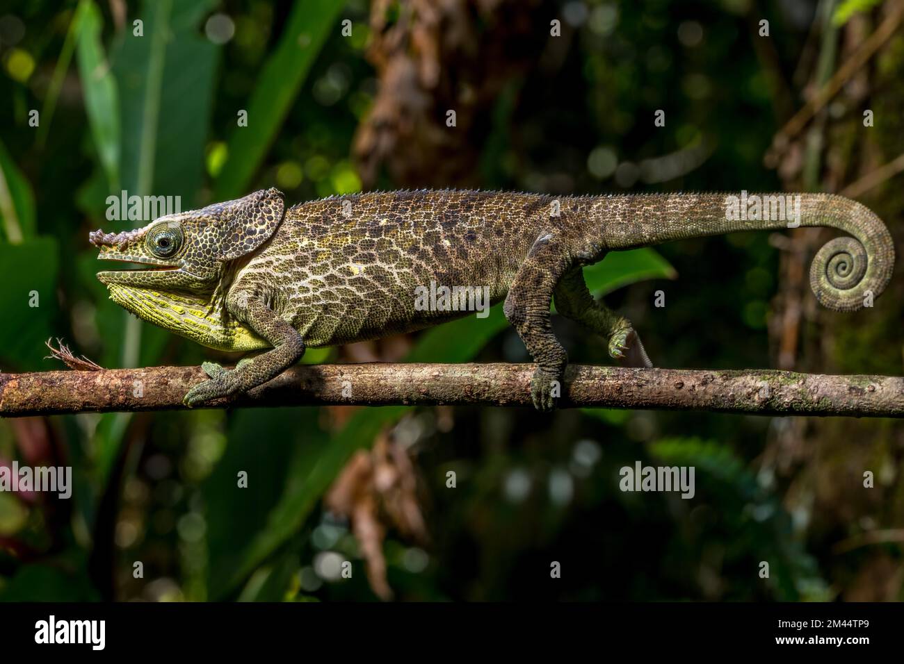 Malthes elephant-eared chameleon (Calumma cf. malthe), Marojejy ...