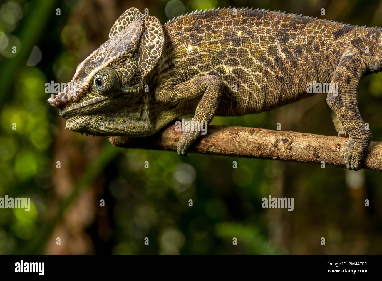 Malthes elephant-eared chameleon (Calumma cf. malthe), Marojejy ...