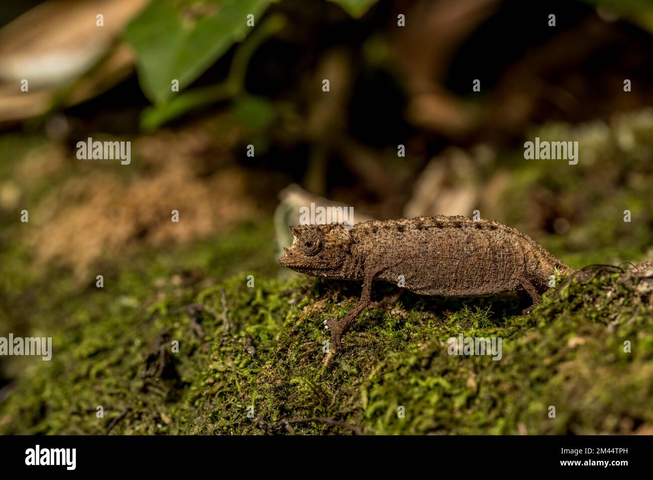 Earth chameleon (Brookesia karchei), Marojejy National Park, Madagascar ...