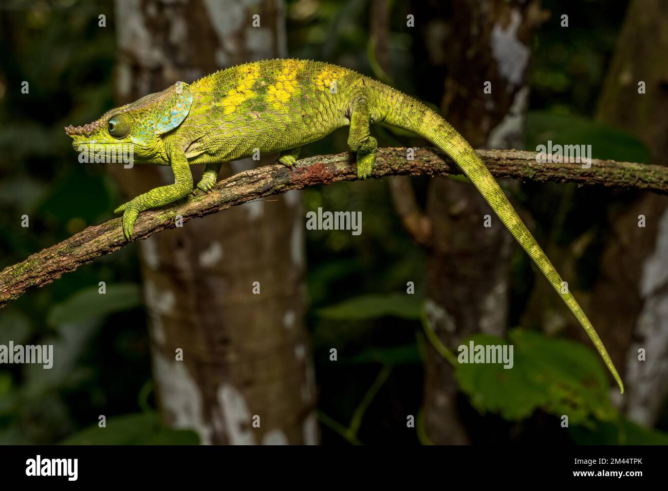 Malthes elephant-eared chameleon (Calumma cf. malthe), Marojejy ...