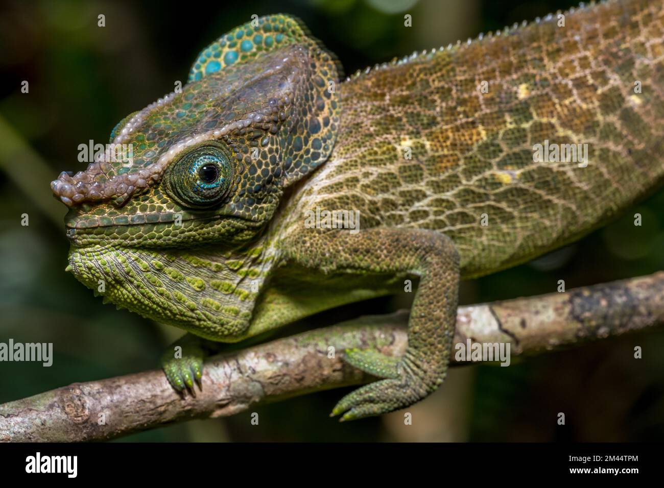 Malthes elephant-eared chameleon (Calumma cf. malthe), Marojejy ...