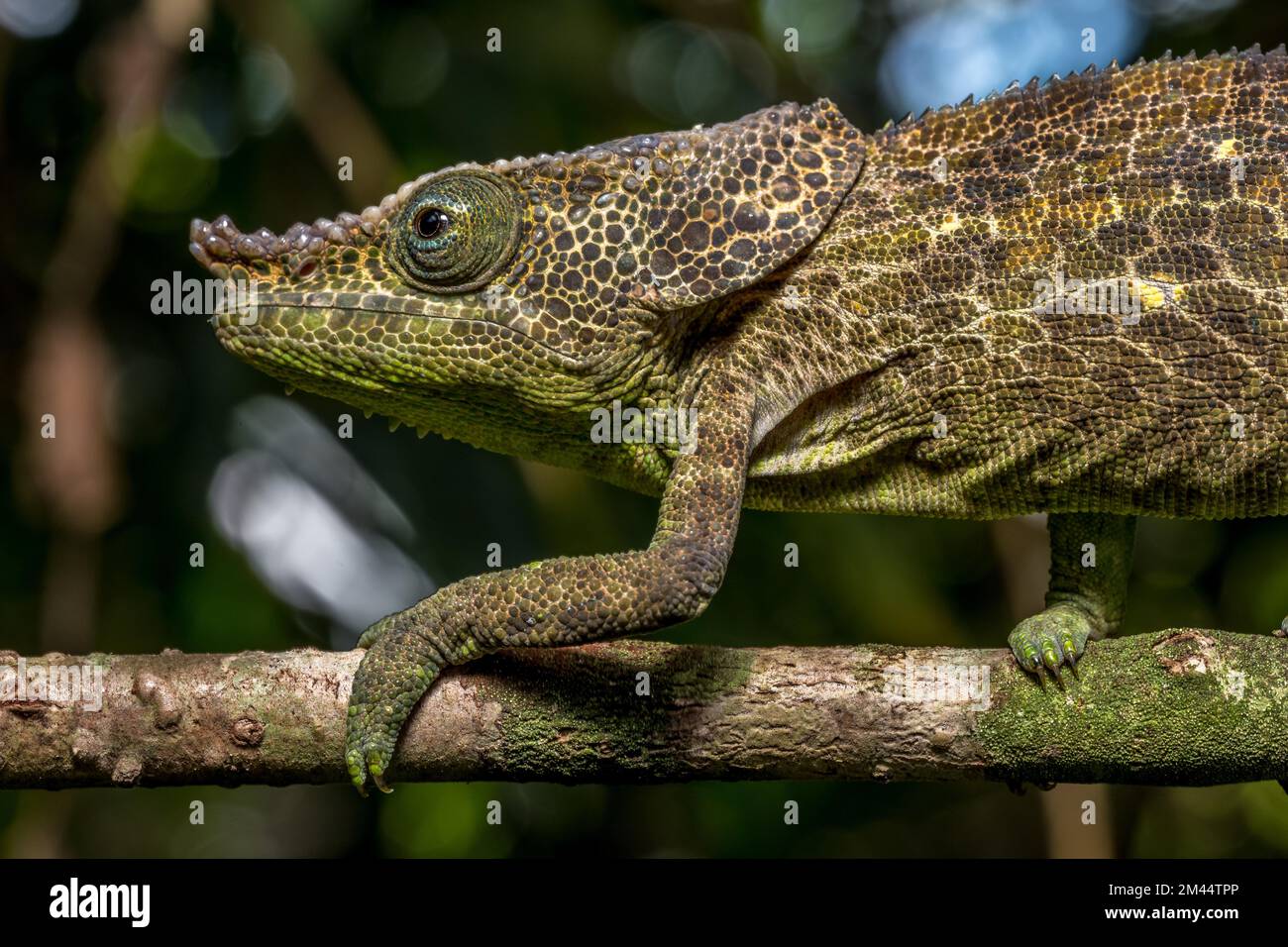 Malthes elephant-eared chameleon (Calumma cf. malthe), Marojejy ...