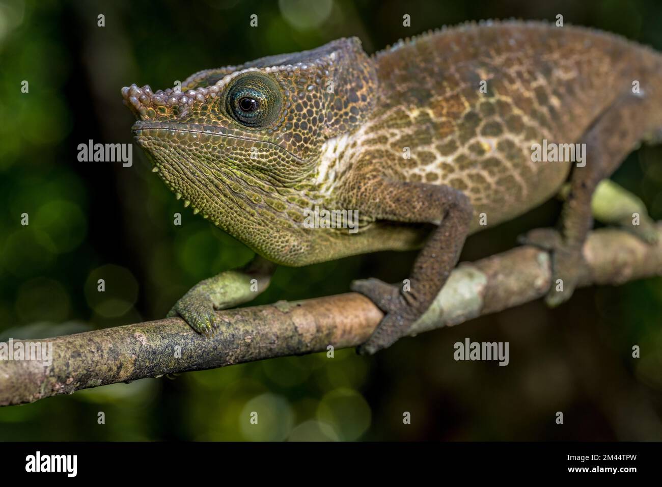 Malthes elephant-eared chameleon (Calumma cf. malthe), Marojejy ...